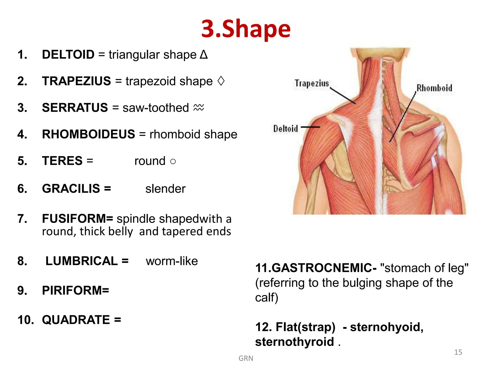 L2.The Muscular System-R.pdfClassify the muscles with examples ...