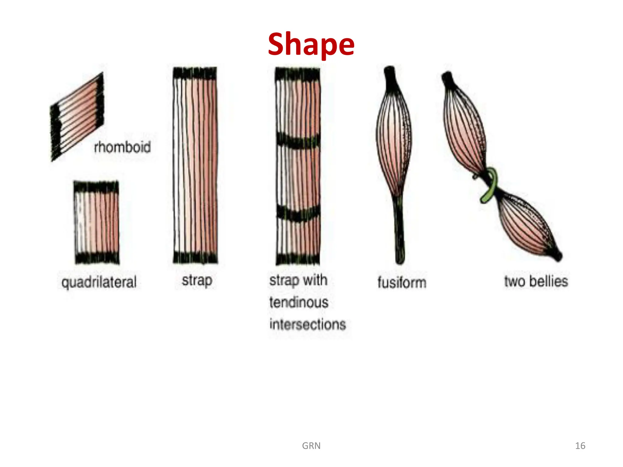 L2.The Muscular System-R.pdfClassify the muscles with examples ...