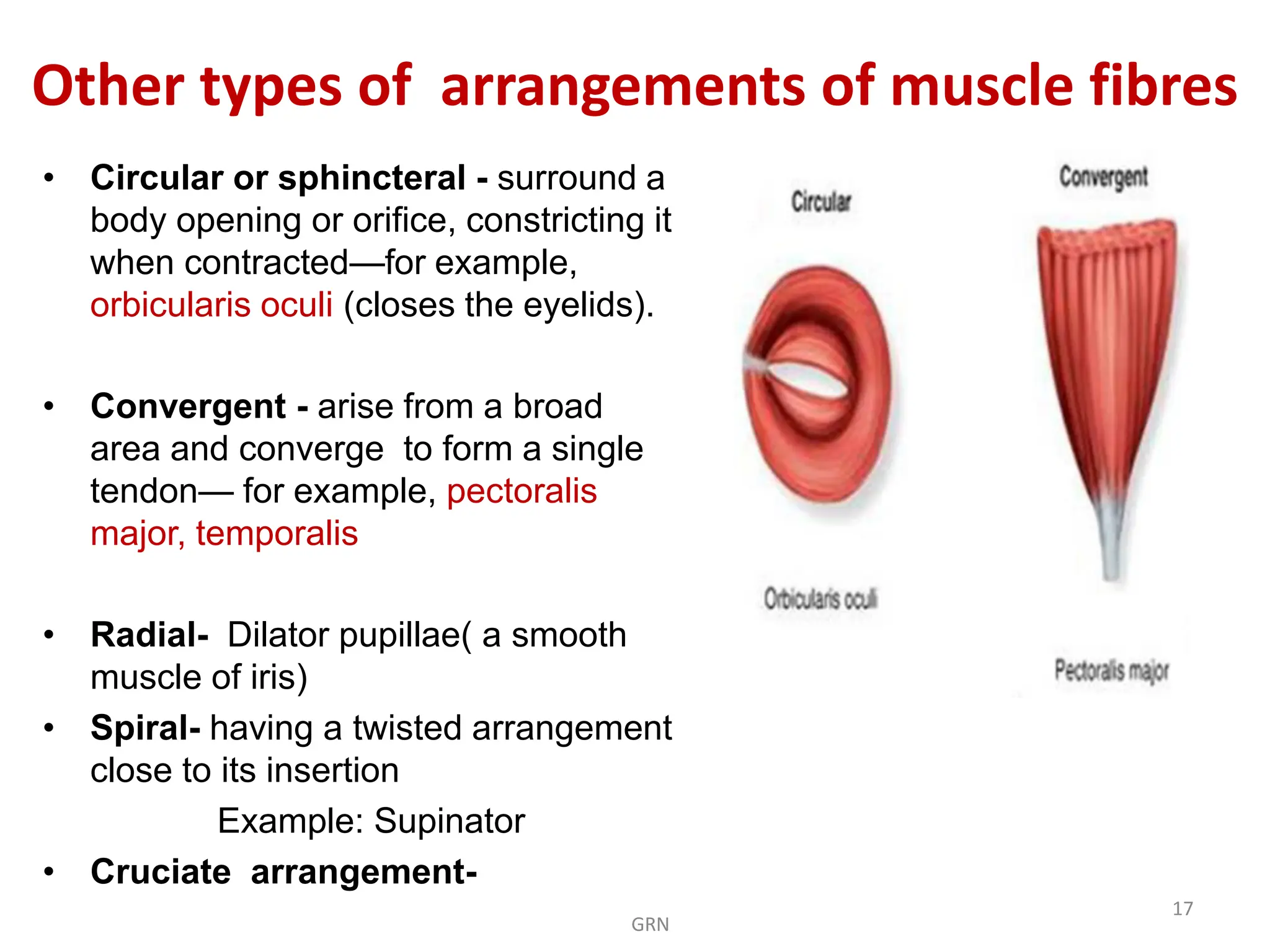 L2.The Muscular System-R.pdfClassify the muscles with examples ...