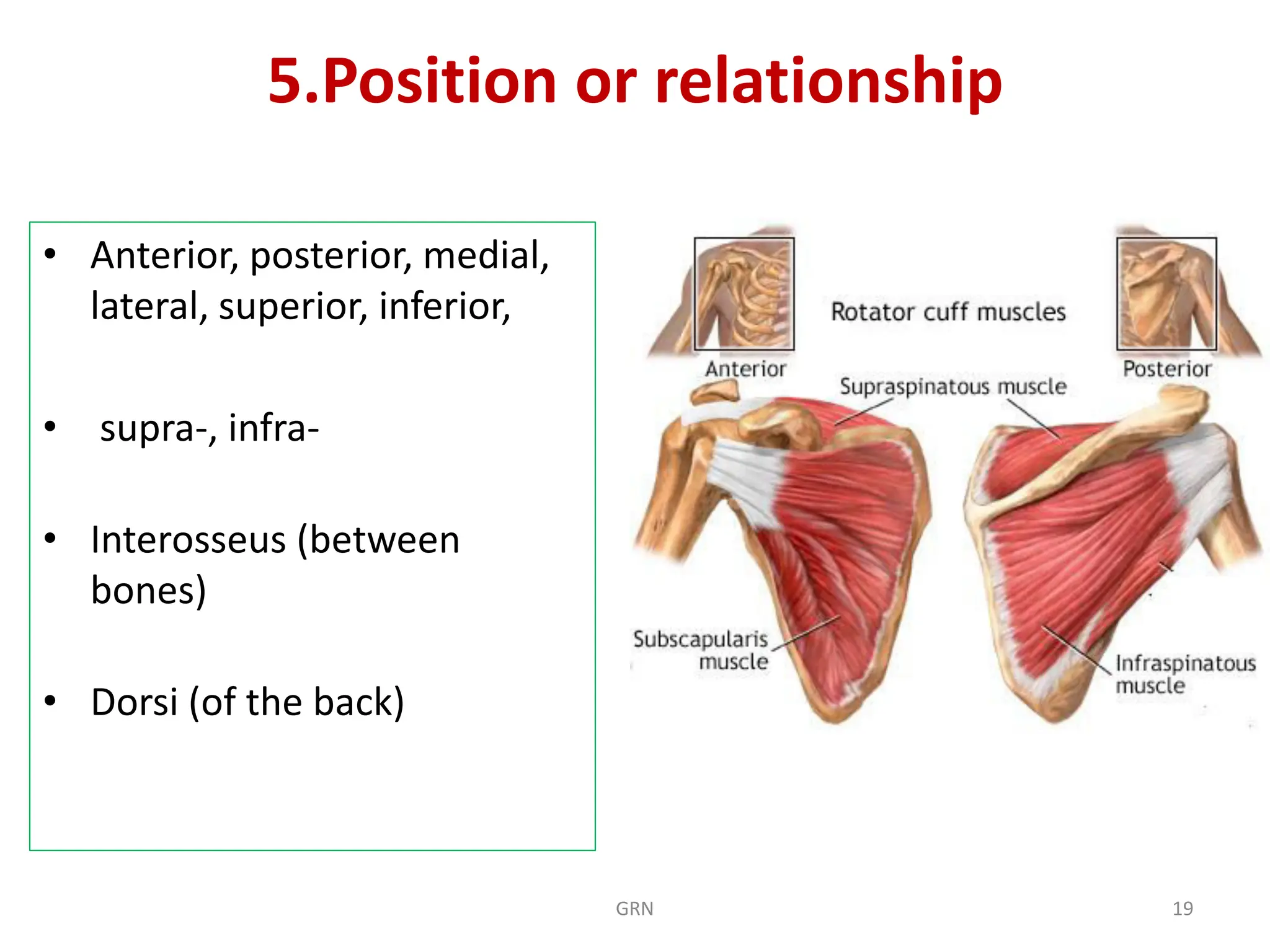 L2.The Muscular System-R.pdfClassify the muscles with examples ...
