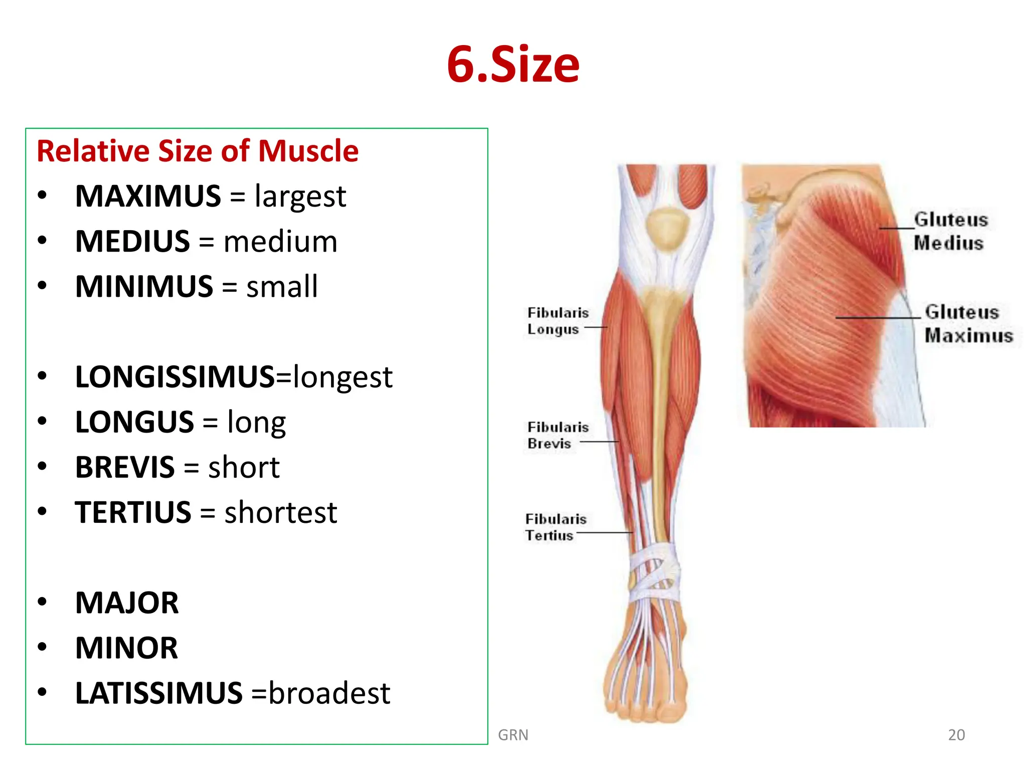 L2.The Muscular System-R.pdfClassify the muscles with examples ...