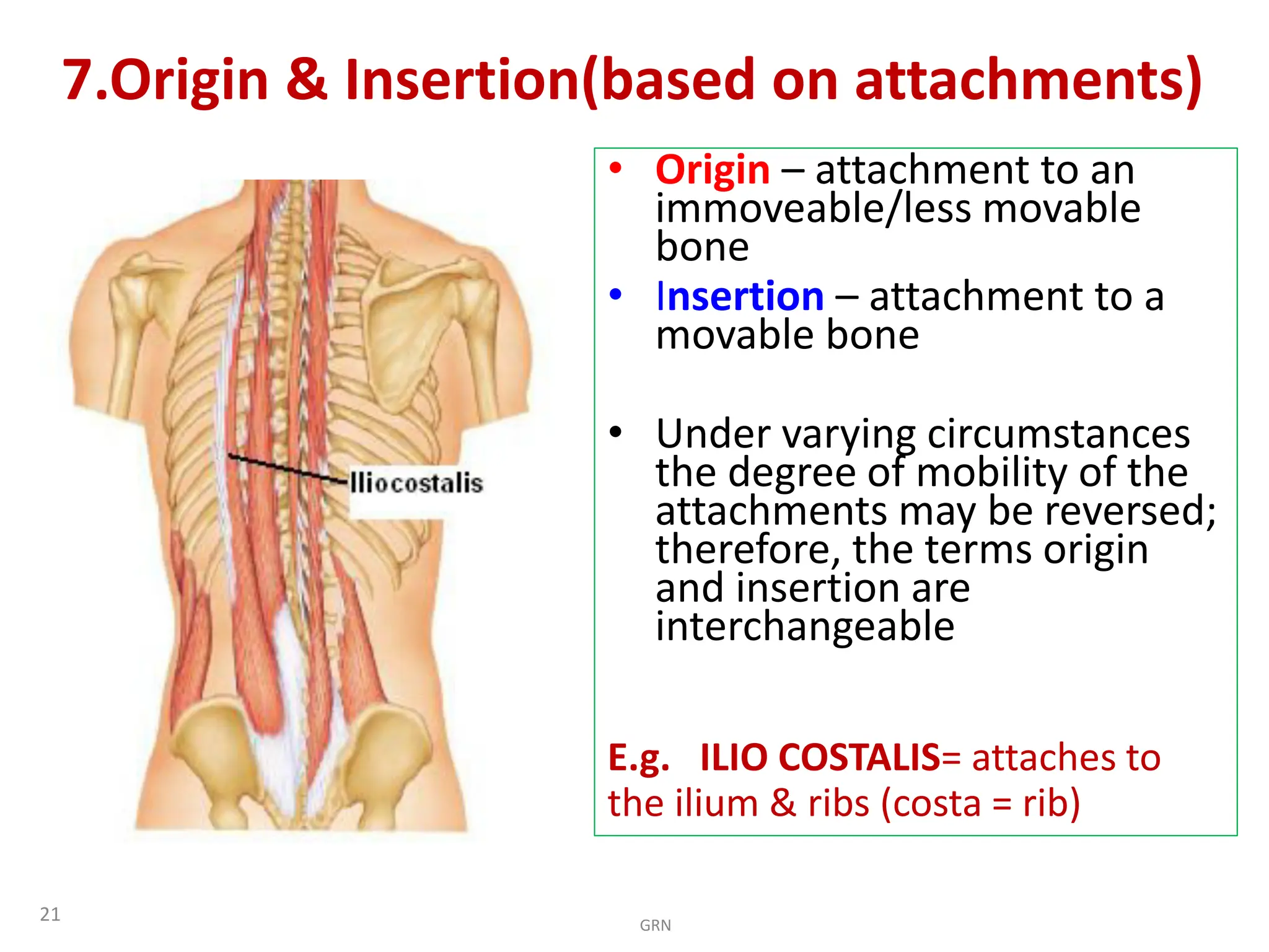 L2.The Muscular System-R.pdfClassify the muscles with examples ...