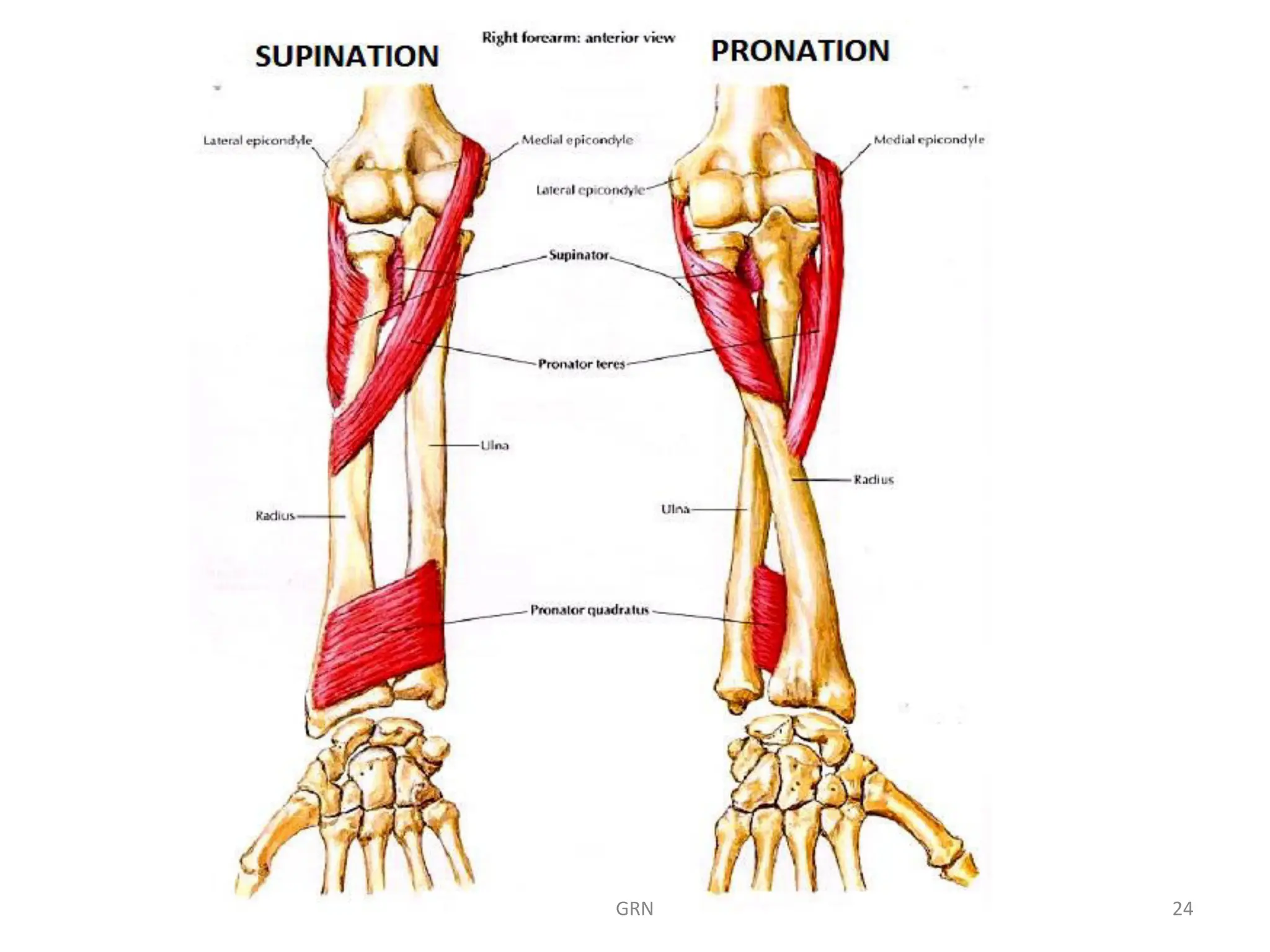 L2.The Muscular System-R.pdfClassify the muscles with examples ...