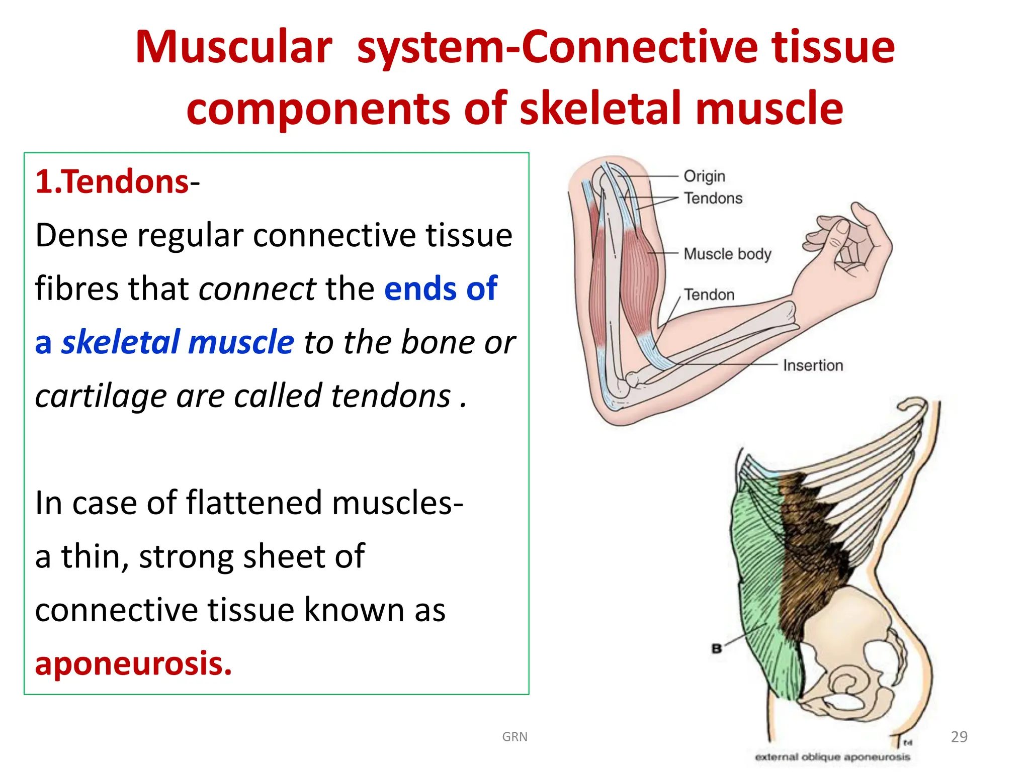 L2.The Muscular System-R.pdfClassify the muscles with examples ...