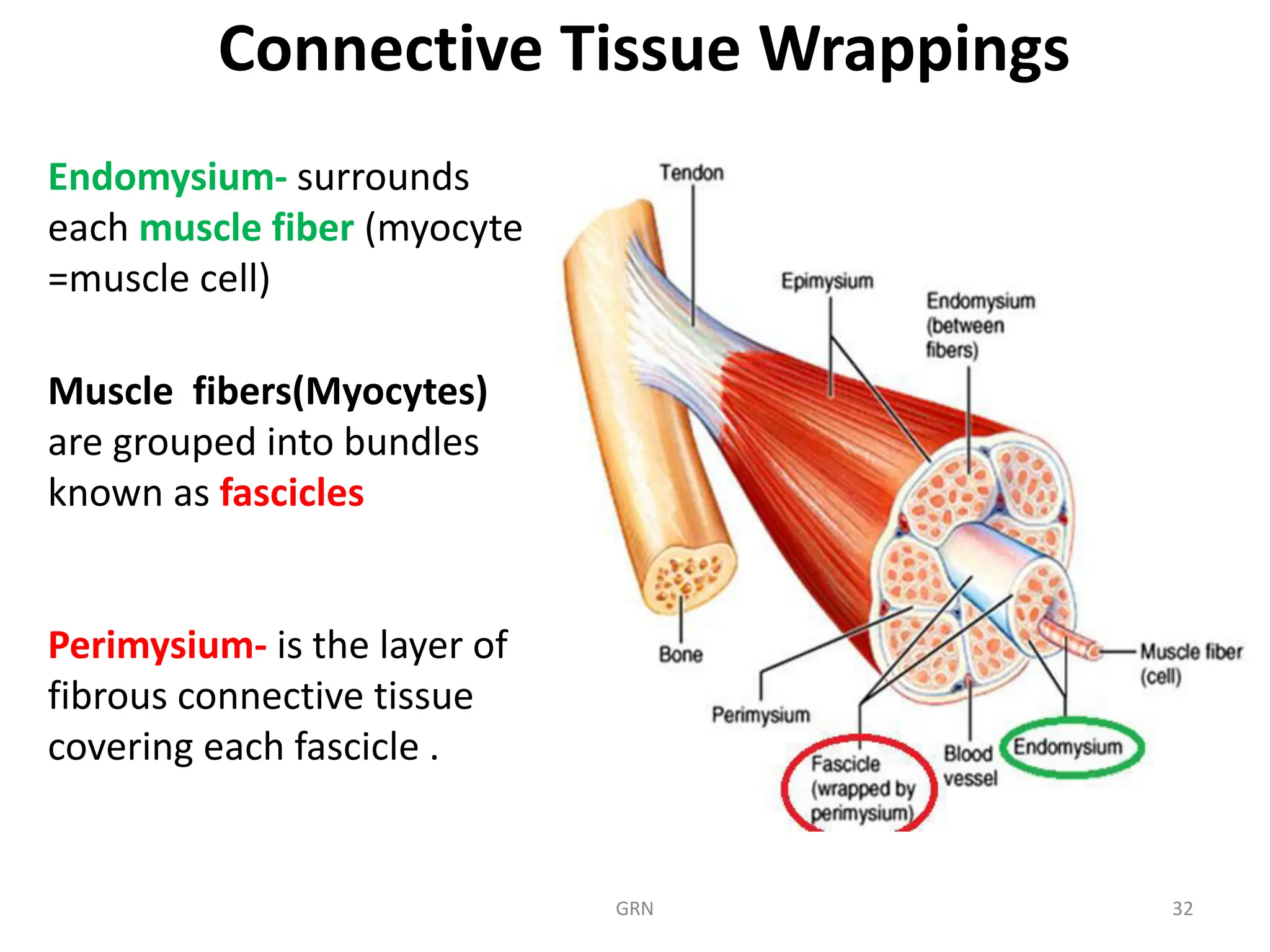 L2.The Muscular System-R.pdfClassify the muscles with examples ...