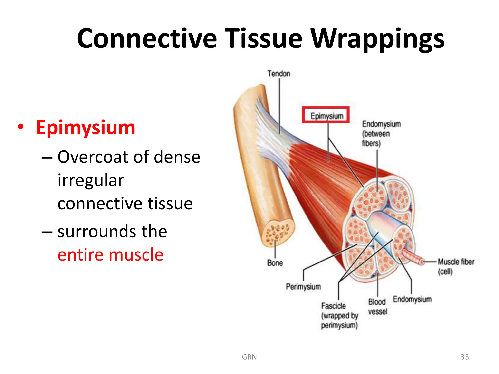 L2.The Muscular System-R.pdfClassify the muscles with examples ...