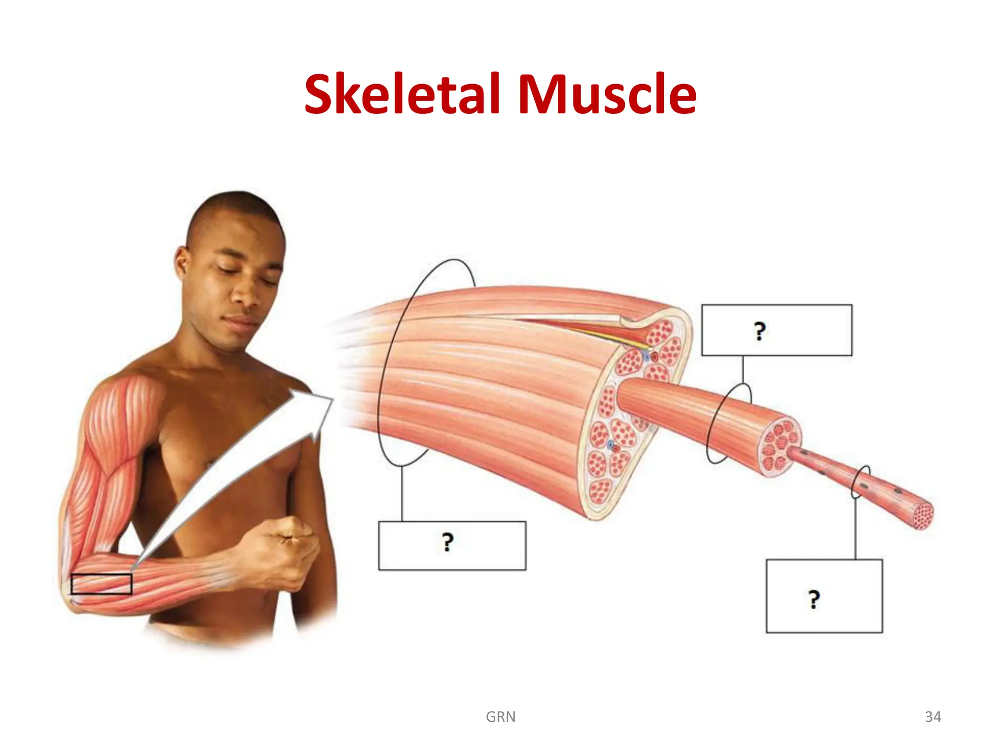 L2.The Muscular System-R.pdfClassify the muscles with examples ...