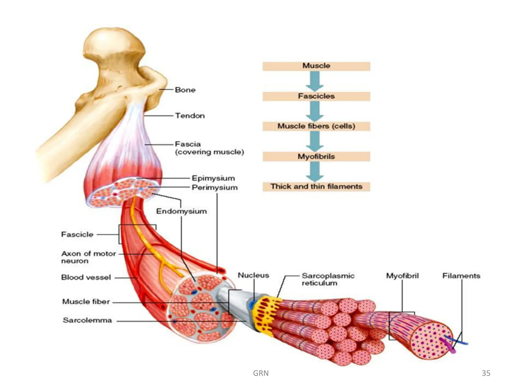 L2.The Muscular System-R.pdfClassify the muscles with examples ...