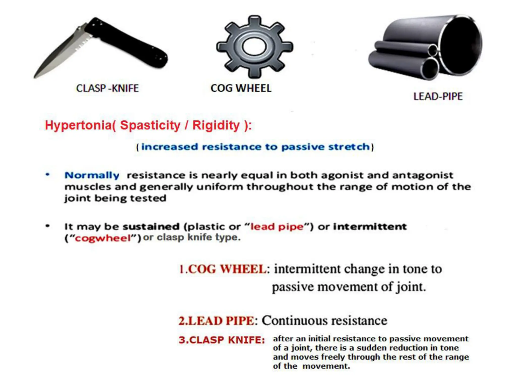 L2.The Muscular System-R.pdfClassify the muscles with examples ...
