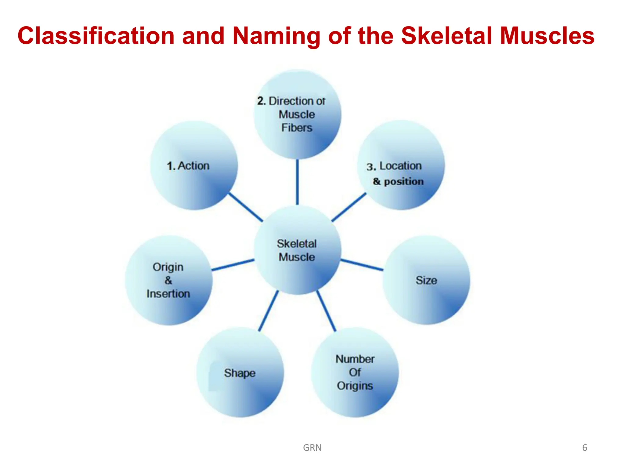 L2.The Muscular System-R.pdfClassify the muscles with examples ...