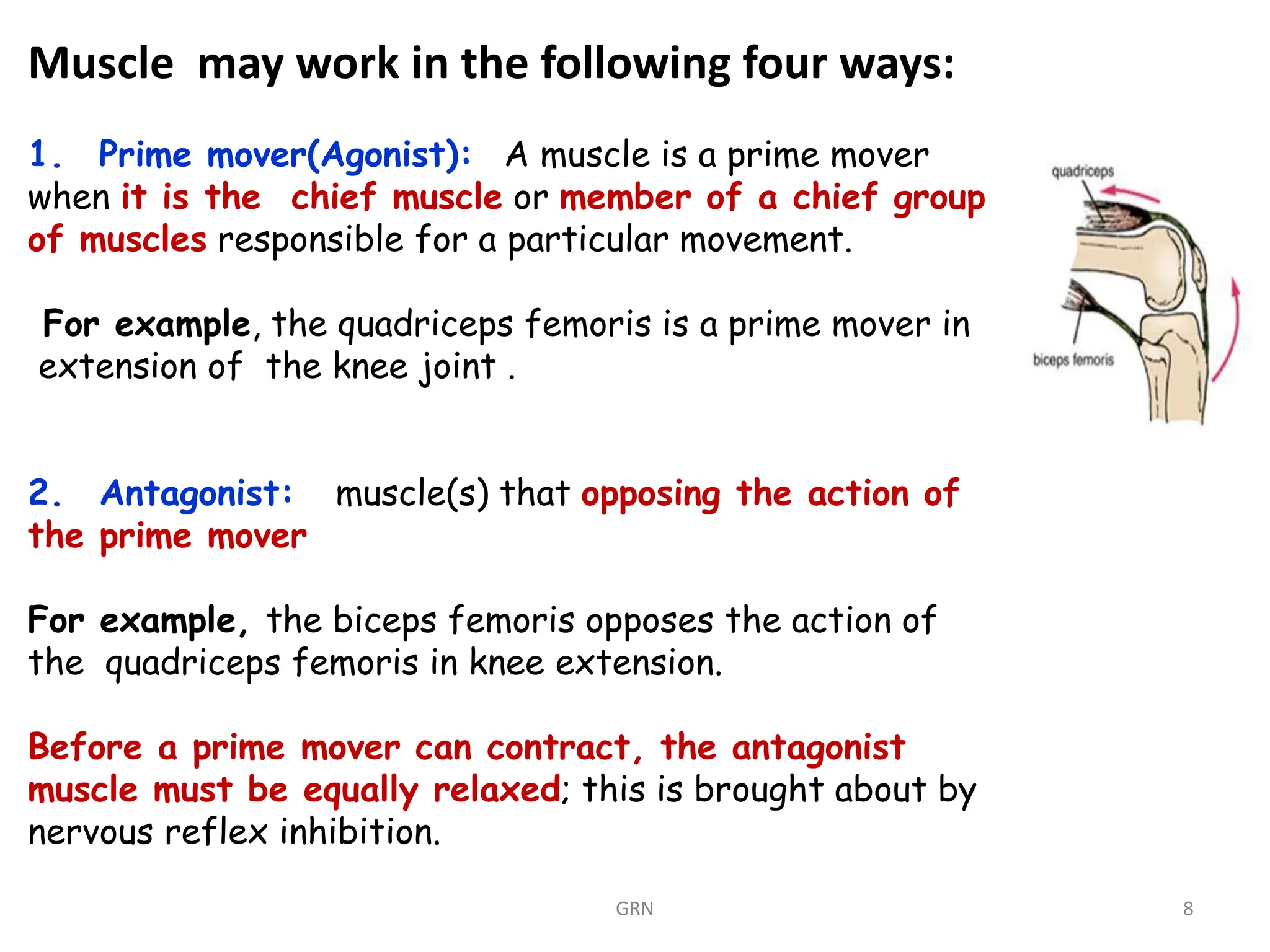 L2.The Muscular System-R.pdfClassify the muscles with examples ...