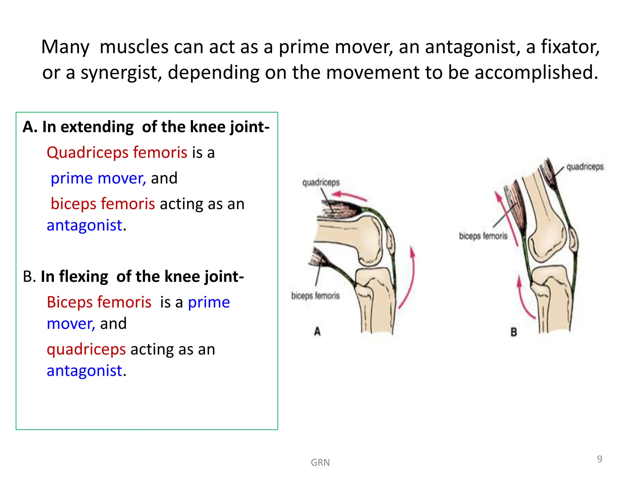 L2.The Muscular System-R.pdfClassify the muscles with examples ...
