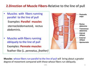L2.The Muscular System-R.pdfClassify the muscles with examples ...