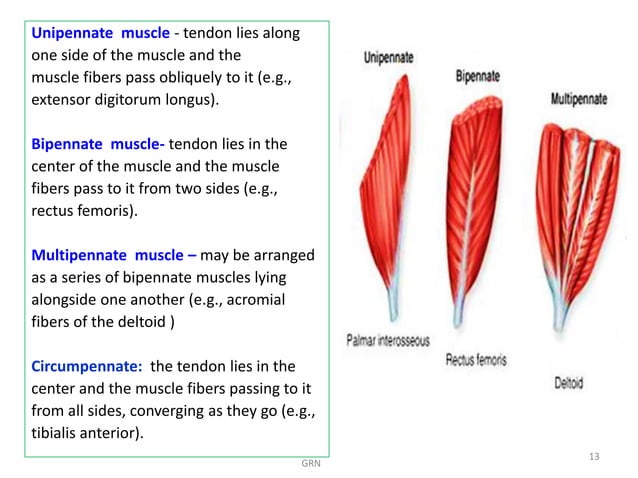L2.The Muscular System-R.pdfClassify the muscles with examples ...