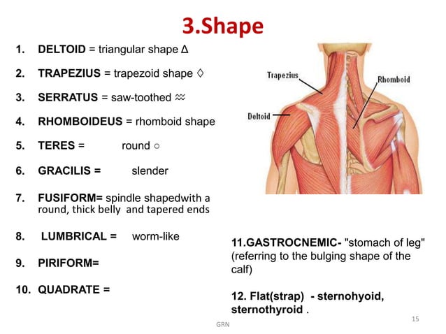 L2.The Muscular System-R.pdfClassify the muscles with examples ...