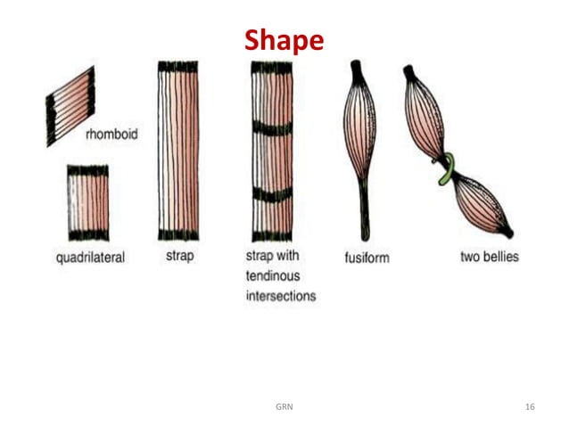 L2.The Muscular System-R.pdfClassify the muscles with examples ...