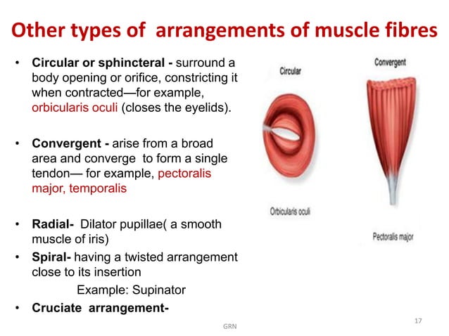 L2.The Muscular System-R.pdfClassify the muscles with examples ...