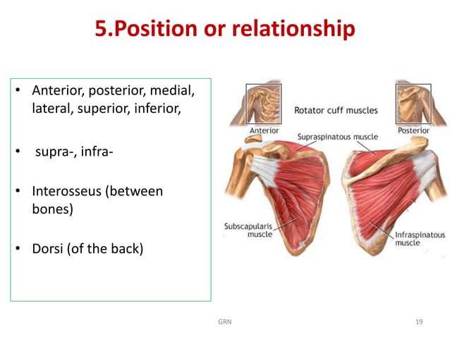 L2.The Muscular System-R.pdfClassify the muscles with examples ...
