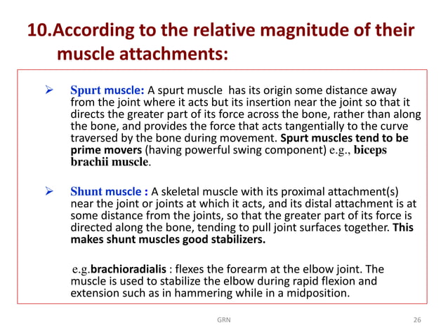 L2.The Muscular System-R.pdfClassify the muscles with examples ...