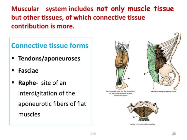 L2.The Muscular System-R.pdfClassify the muscles with examples ...