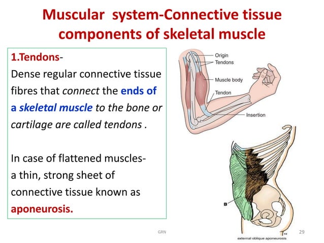 L2.The Muscular System-R.pdfClassify the muscles with examples ...