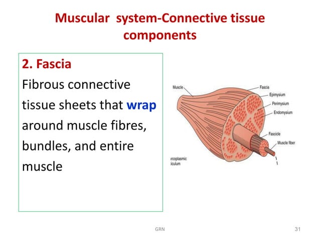 L2.The Muscular System-R.pdfClassify the muscles with examples ...