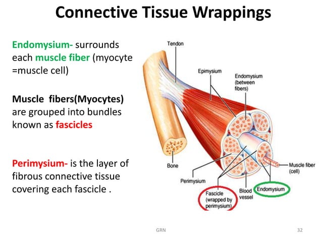 L2.The Muscular System-R.pdfClassify the muscles with examples ...