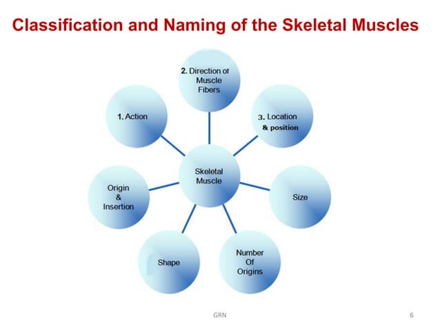 L2.The Muscular System-R.pdfClassify the muscles with examples ...