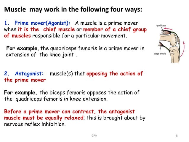 L2.The Muscular System-R.pdfClassify the muscles with examples ...