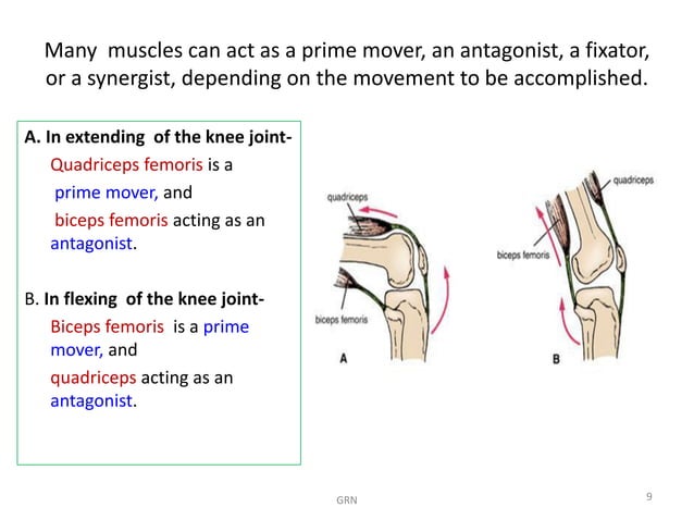 L2.The Muscular System-R.pdfClassify the muscles with examples ...