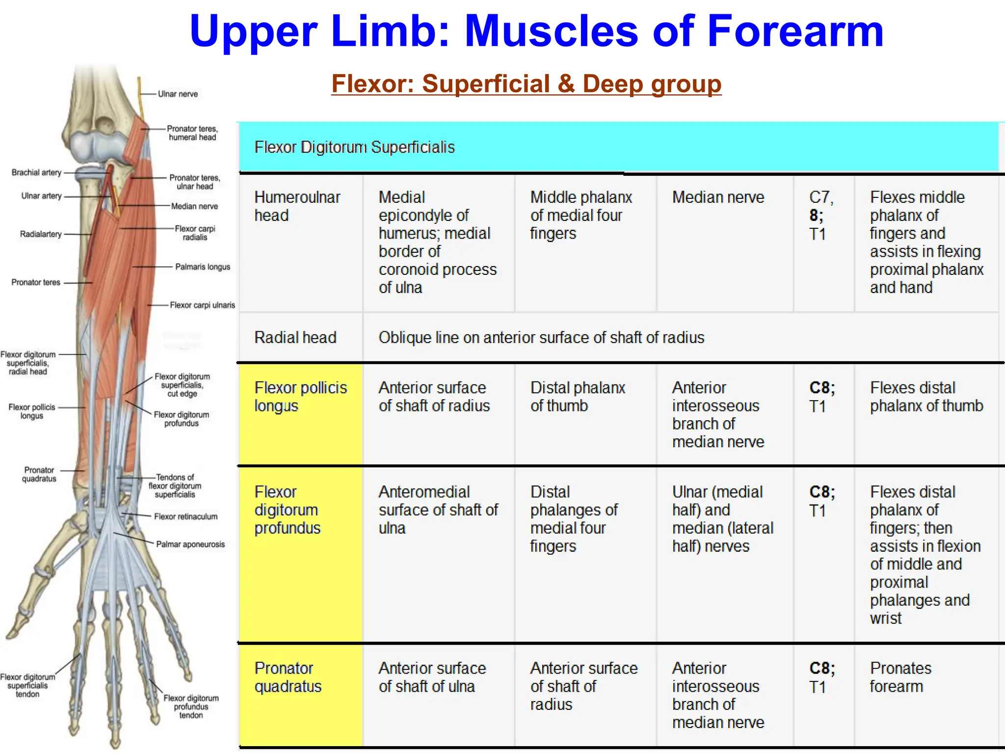 Upper limb musclessssssssssssssssssssssss | PDF