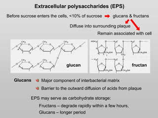 dietary factors in caries | PPT