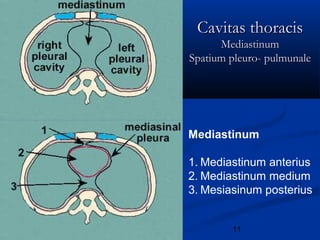 L2 cavitas thoracis | PPT