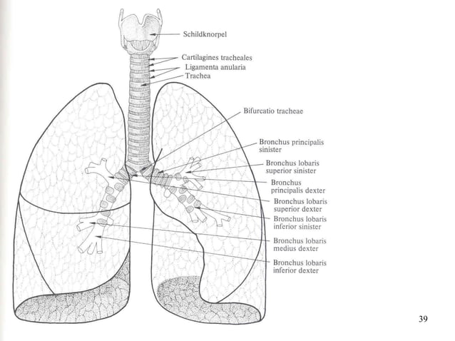 L2 cavitas thoracis | PPT