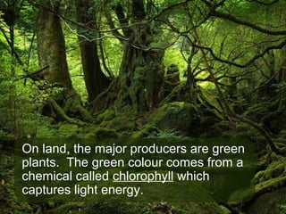 Grade9, U3-L2, Energy flow in ecosystems | PPT