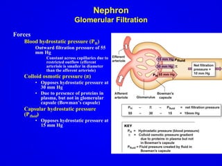 class 12 notes of zoology topic: glomerular filtration rate (GFR) | PDF