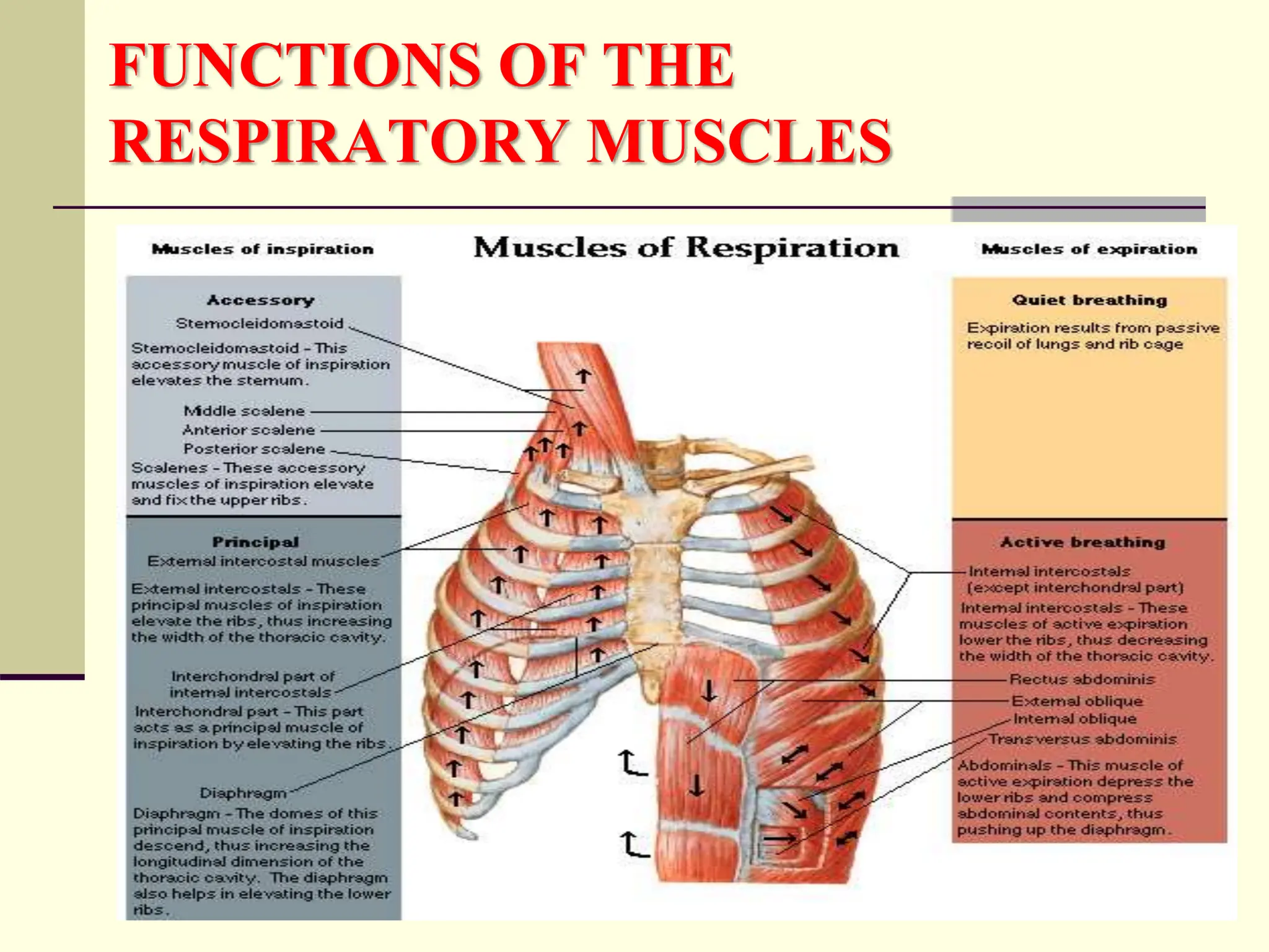 Breathing mechanics presentation systems | PPT