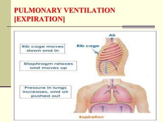 Breathing mechanics presentation systems | PPT