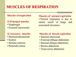 Breathing mechanics presentation systems | PPT