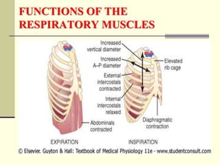 Breathing mechanics presentation systems | PPT