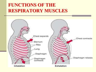 Breathing mechanics presentation systems | PPT