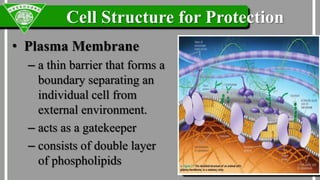 Parts and Functions of the Cell | PPTX