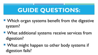 Teamwork in the Body: Exploring the Digestive System and Its ...