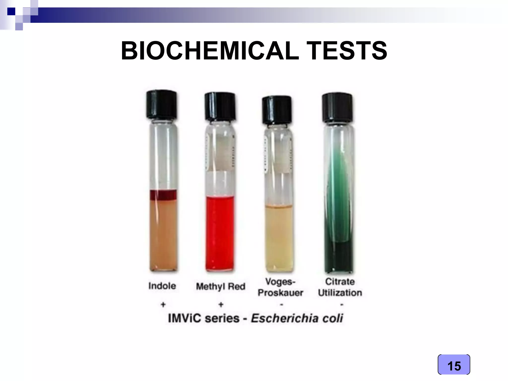 Medical Microbiology Laboratory (Enterobacteriaceae - i) | PDF