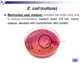 Medical Microbiology Laboratory (Enterobacteriaceae - i) | PPT