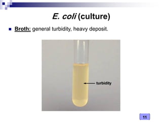 Medical Microbiology Laboratory (Enterobacteriaceae - i) | PPT