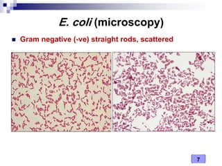 Medical Microbiology Laboratory (Enterobacteriaceae - i) | PDF