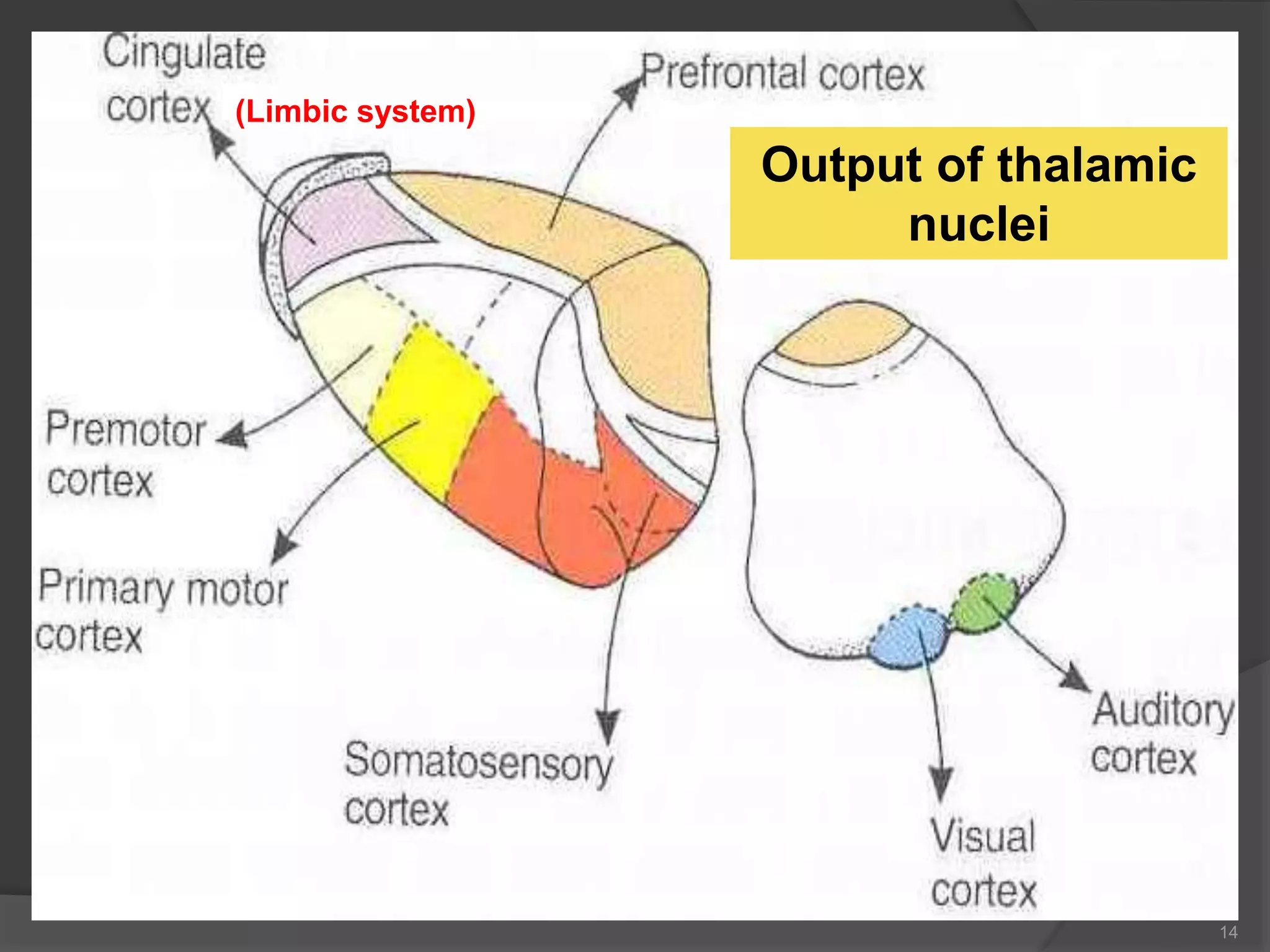 L20-Thalamus & Limbic System.ppt