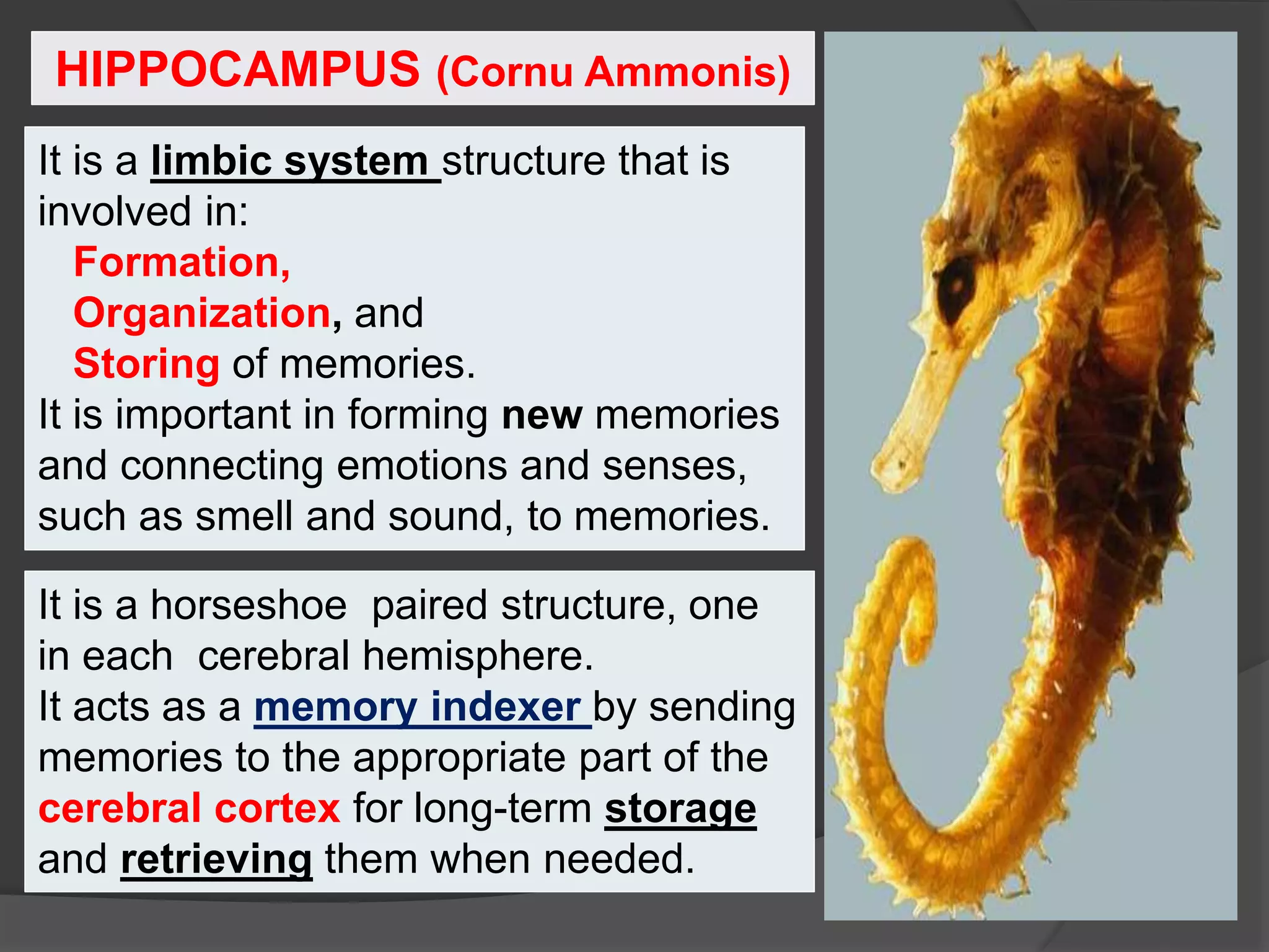 L20-Thalamus & Limbic System.ppt