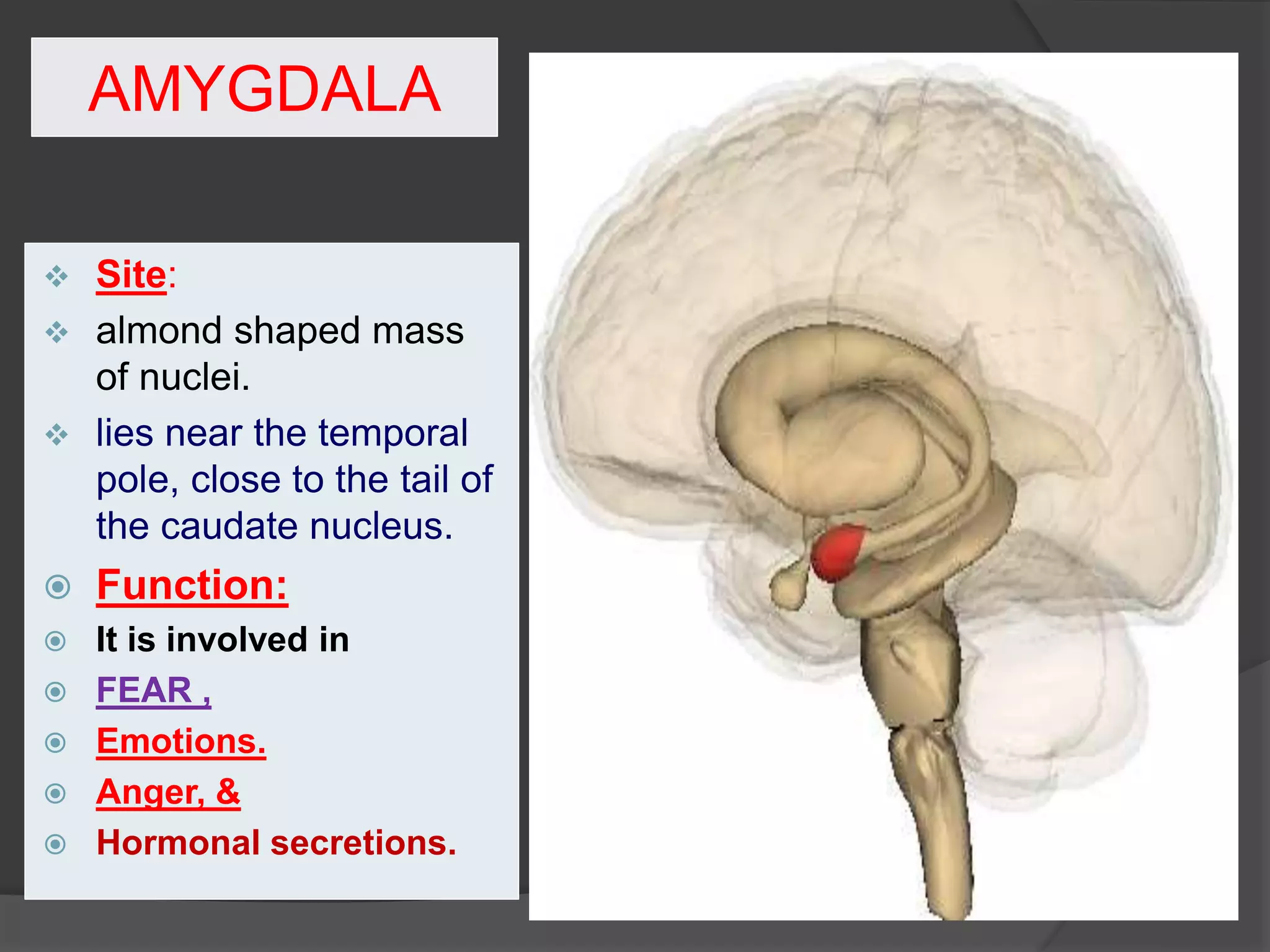 L20-Thalamus & Limbic System.ppt